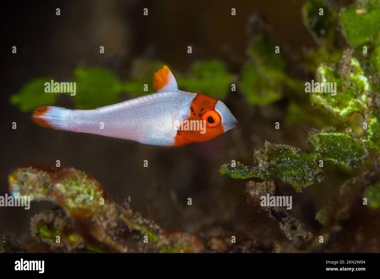 Colorful tropical Coral Reef fish in the Indo - Pacific ocean - The ...