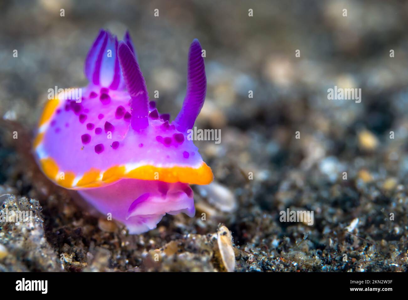Colorful nudibranch sea slug crawling above coral reef in indonesia ...