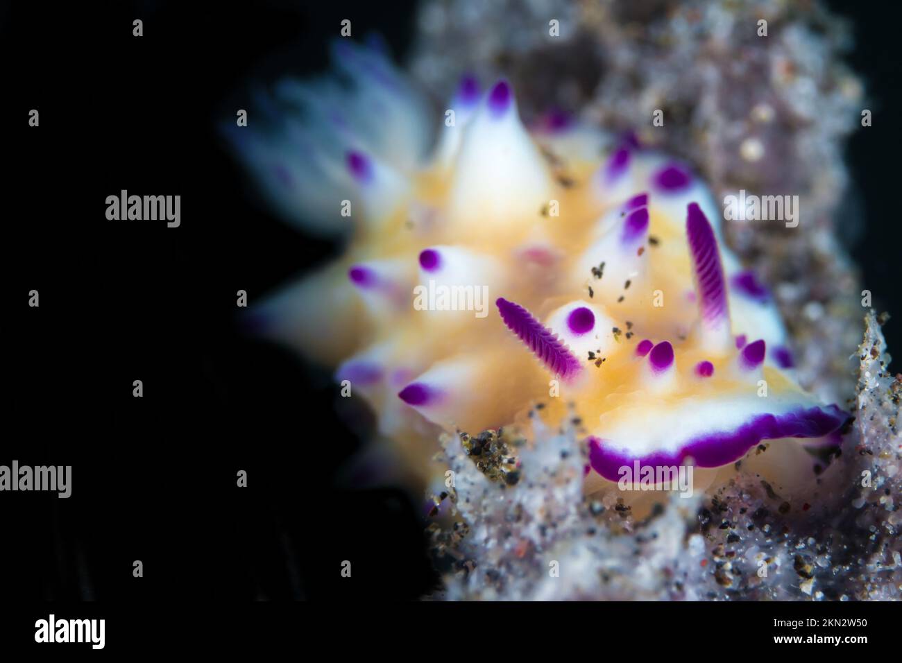 Colorful nudibranch sea slug crawling above coral reef in indonesia ...