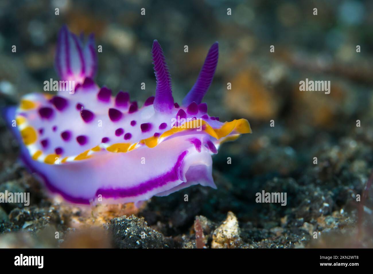 Colorful nudibranch sea slug crawling above coral reef in indonesia ...