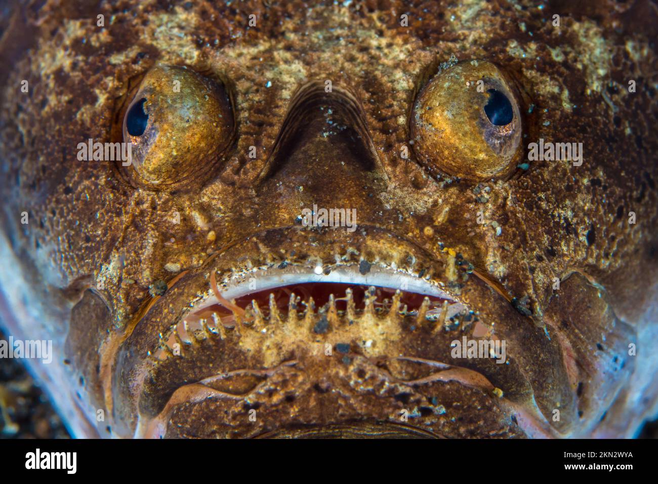 Marine animal behavior - Camouflage techniques used underwater to hide ...