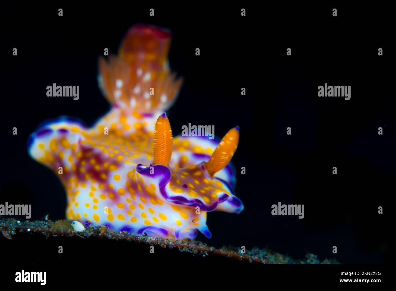 Colorful nudibranch sea slug crawling above coral reef in indonesia ...