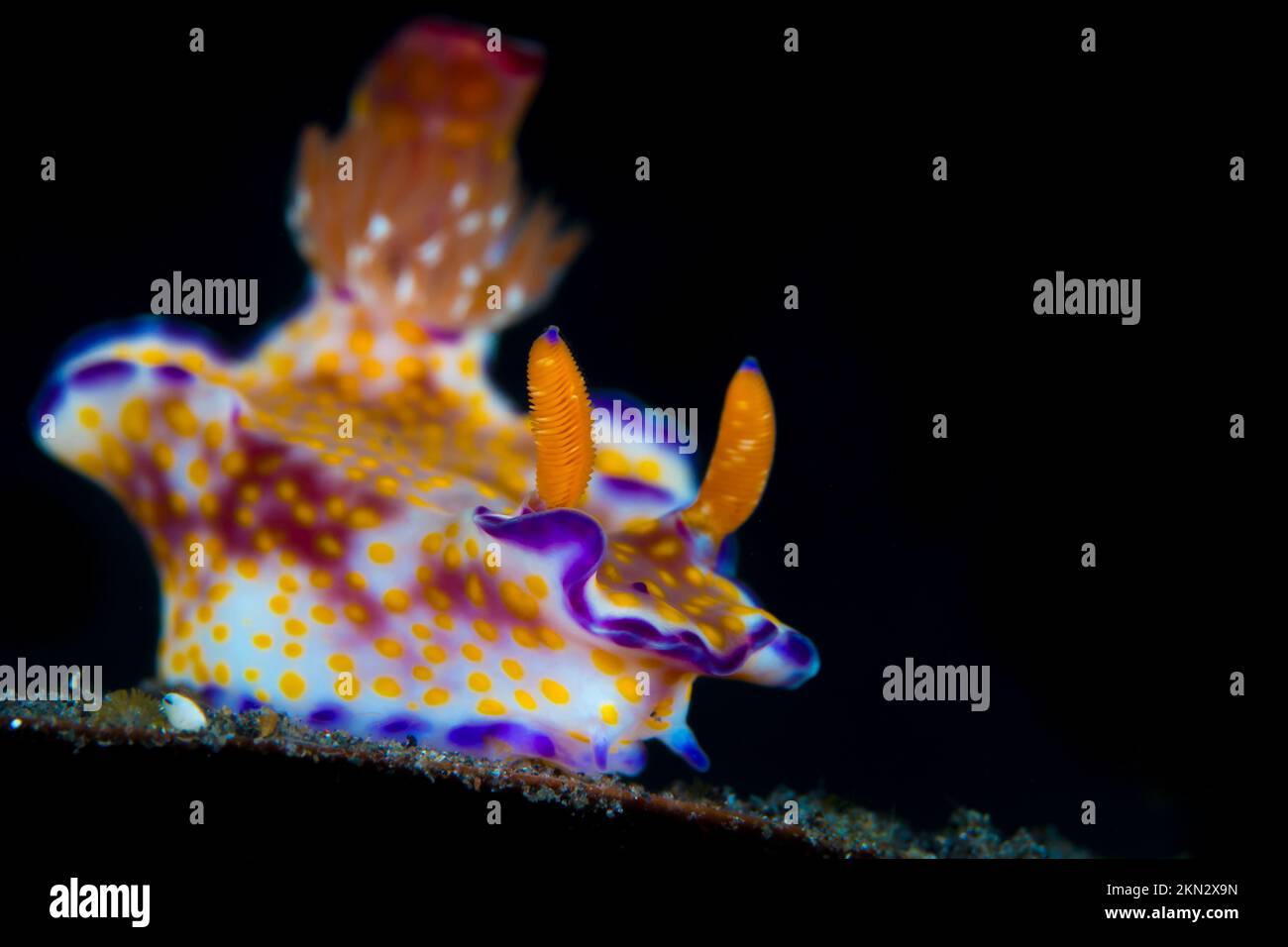 Colorful nudibranch sea slug crawling above coral reef in indonesia ...