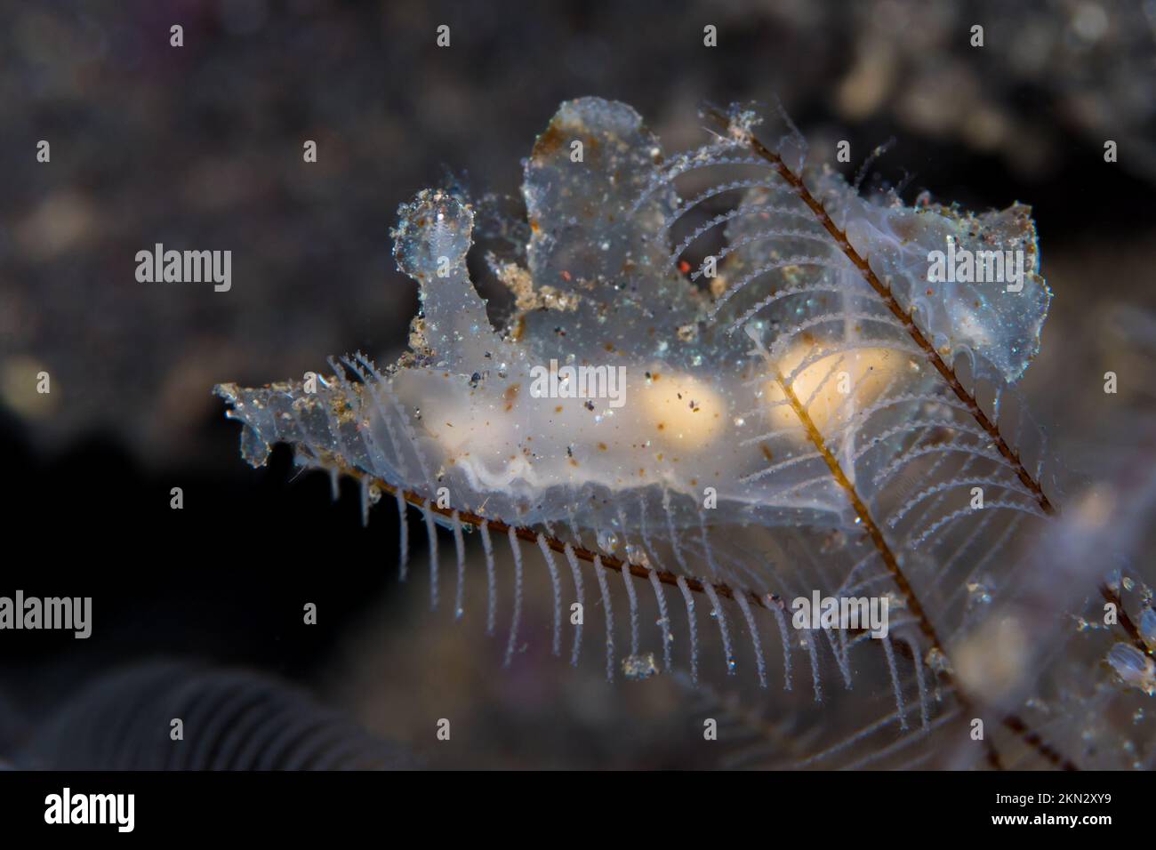 Colorful nudibranch sea slug crawling above coral reef in indonesia ...