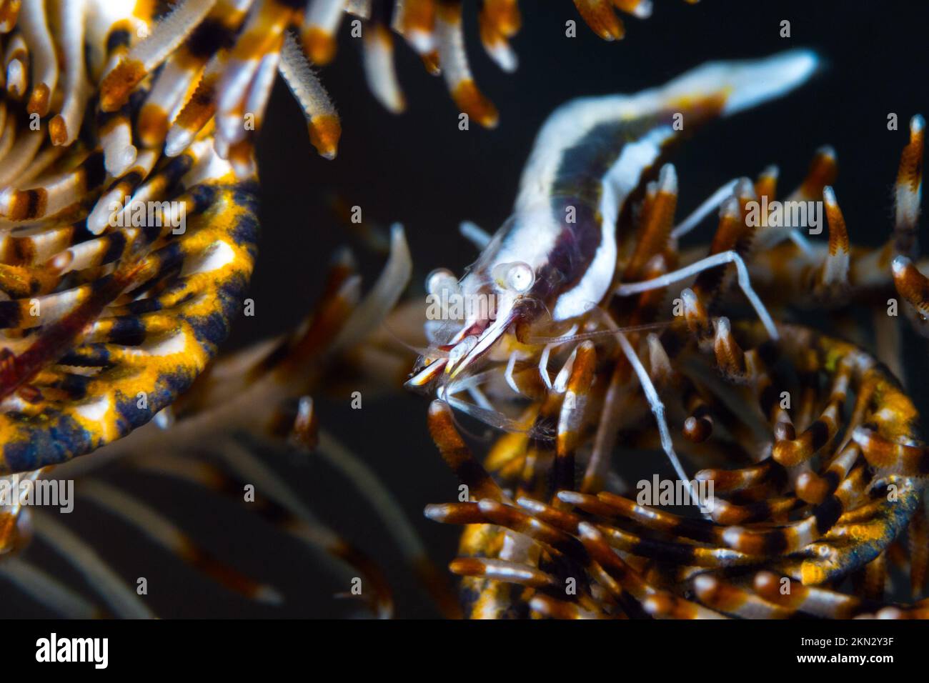 Colourful reef shrimp on healthy coral reef in the Indo Pacific Stock ...