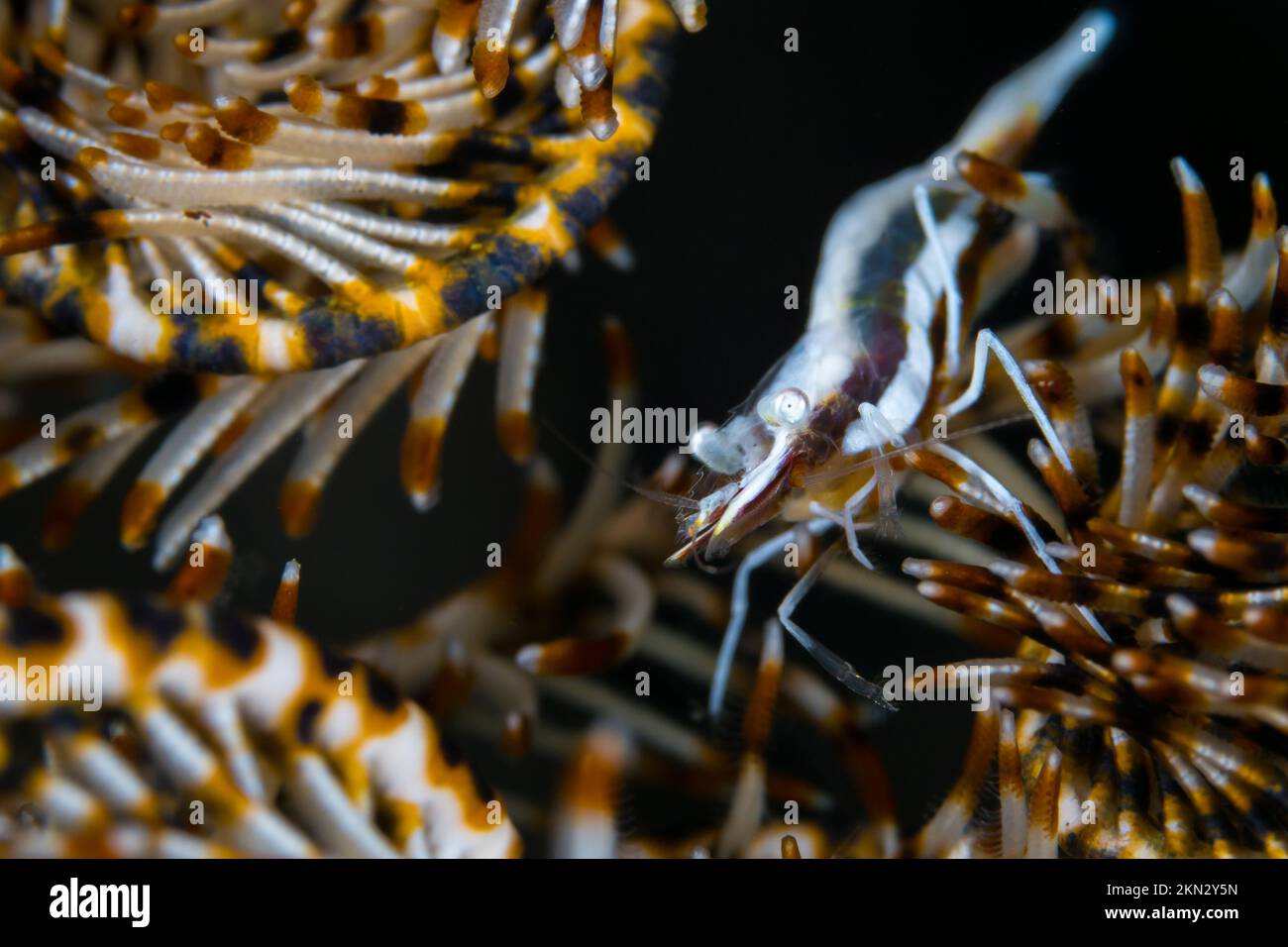 Colourful reef shrimp on healthy coral reef in the Indo Pacific Stock ...
