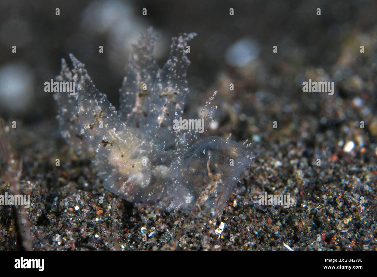 Ghost melibe nudibranch on sandy bottom camouflaged cryptic nudibranch ...