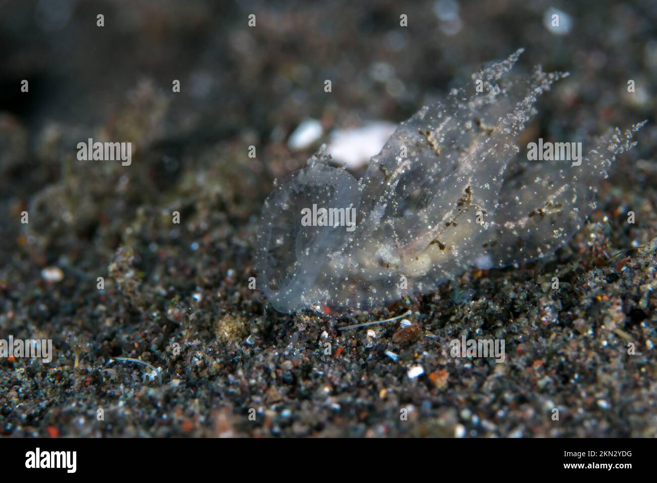 Ghost melibe nudibranch on sandy bottom camouflaged cryptic nudibranch ...