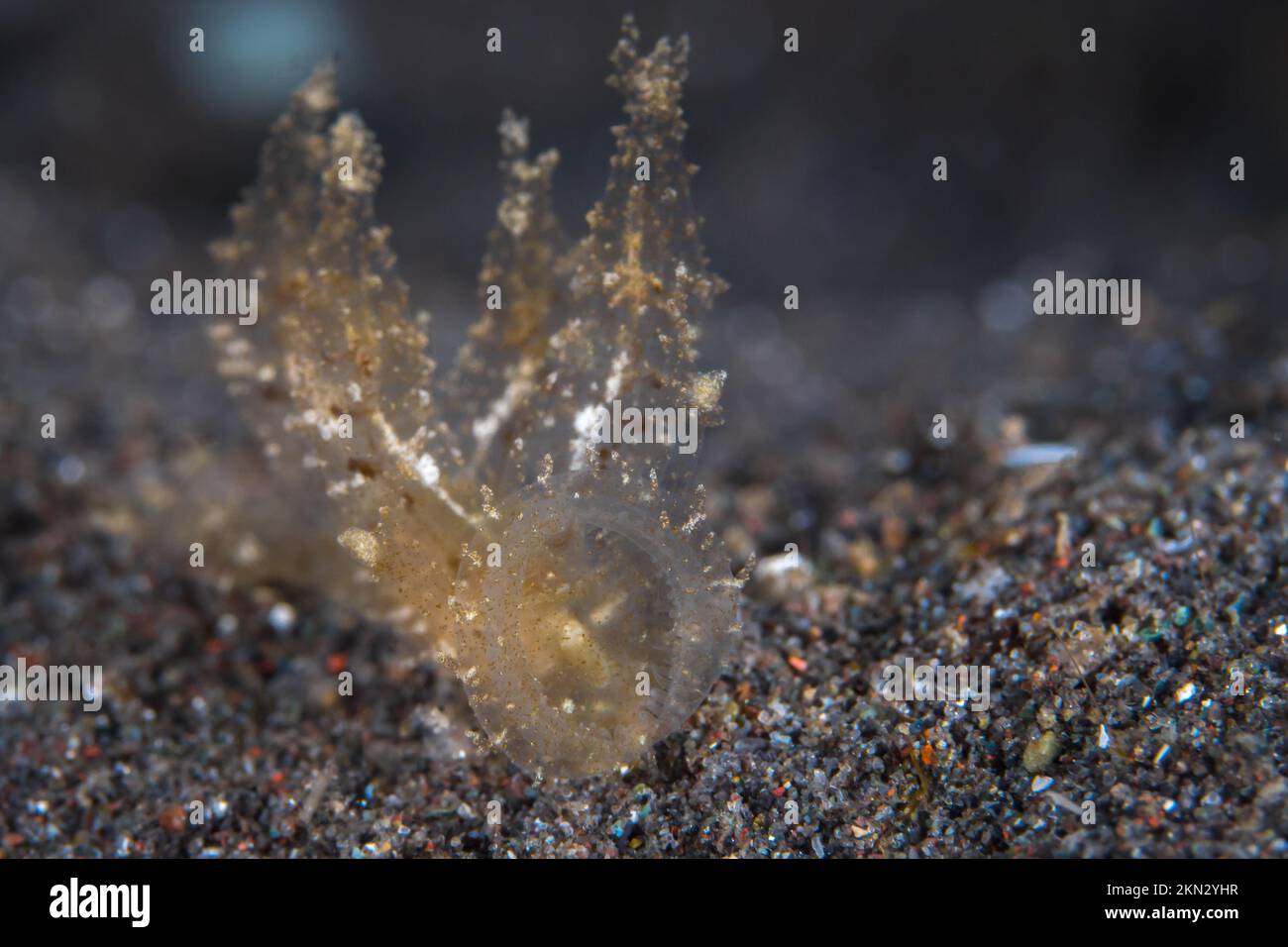 Ghost melibe nudibranch on sandy bottom camouflaged cryptic nudibranch ...