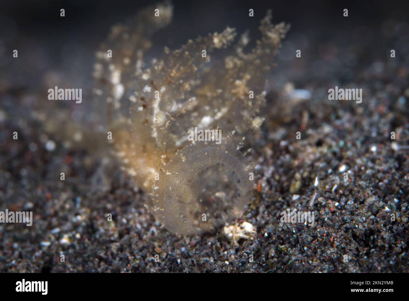 Ghost melibe nudibranch on sandy bottom camouflaged cryptic nudibranch ...