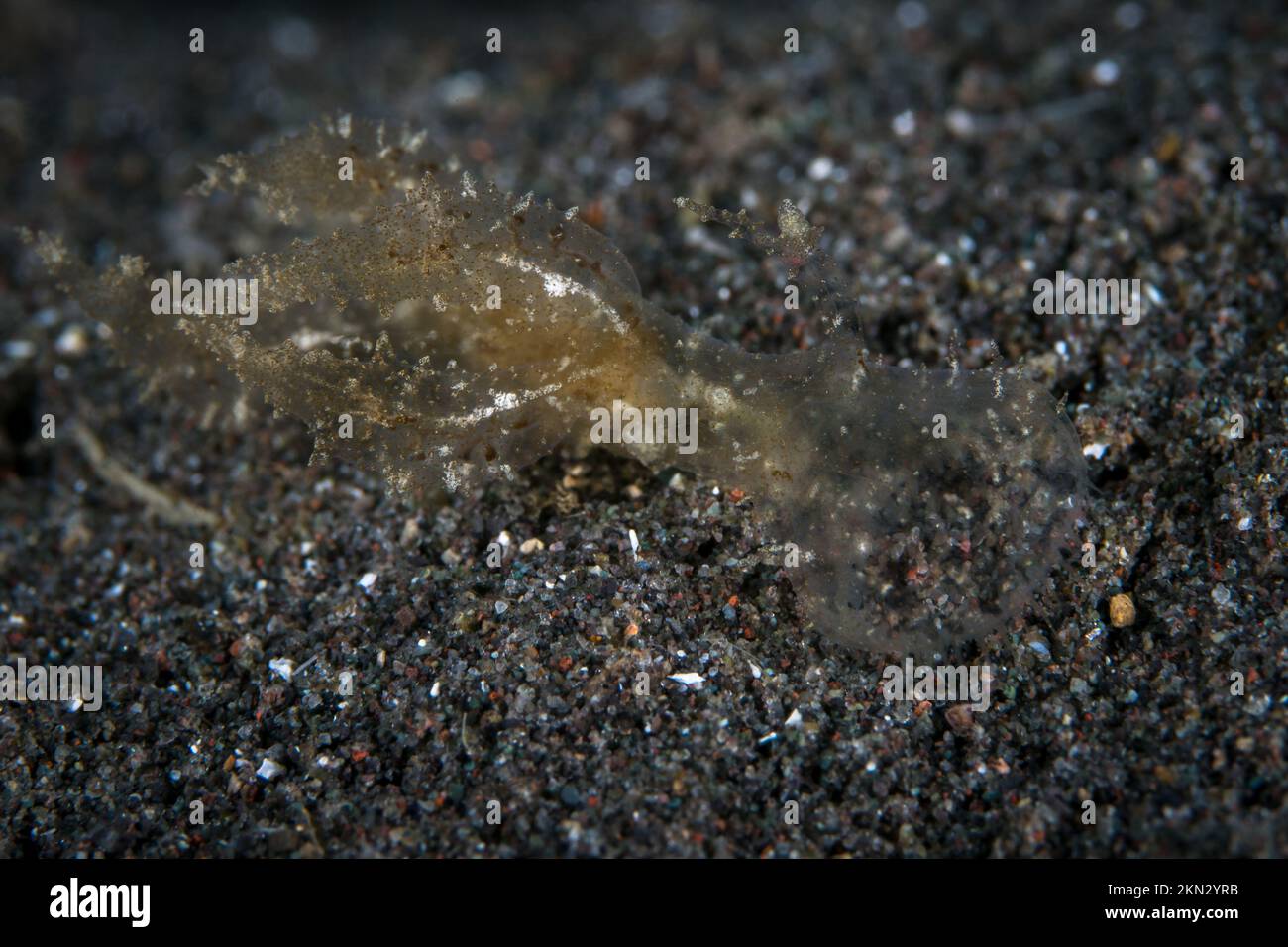 Ghost melibe nudibranch on sandy bottom camouflaged cryptic nudibranch ...