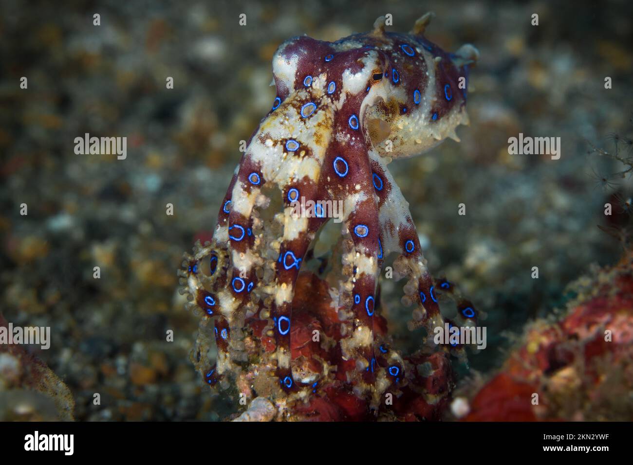 Colorful blue ring octopus on coral reef Stock Photo - Alamy
