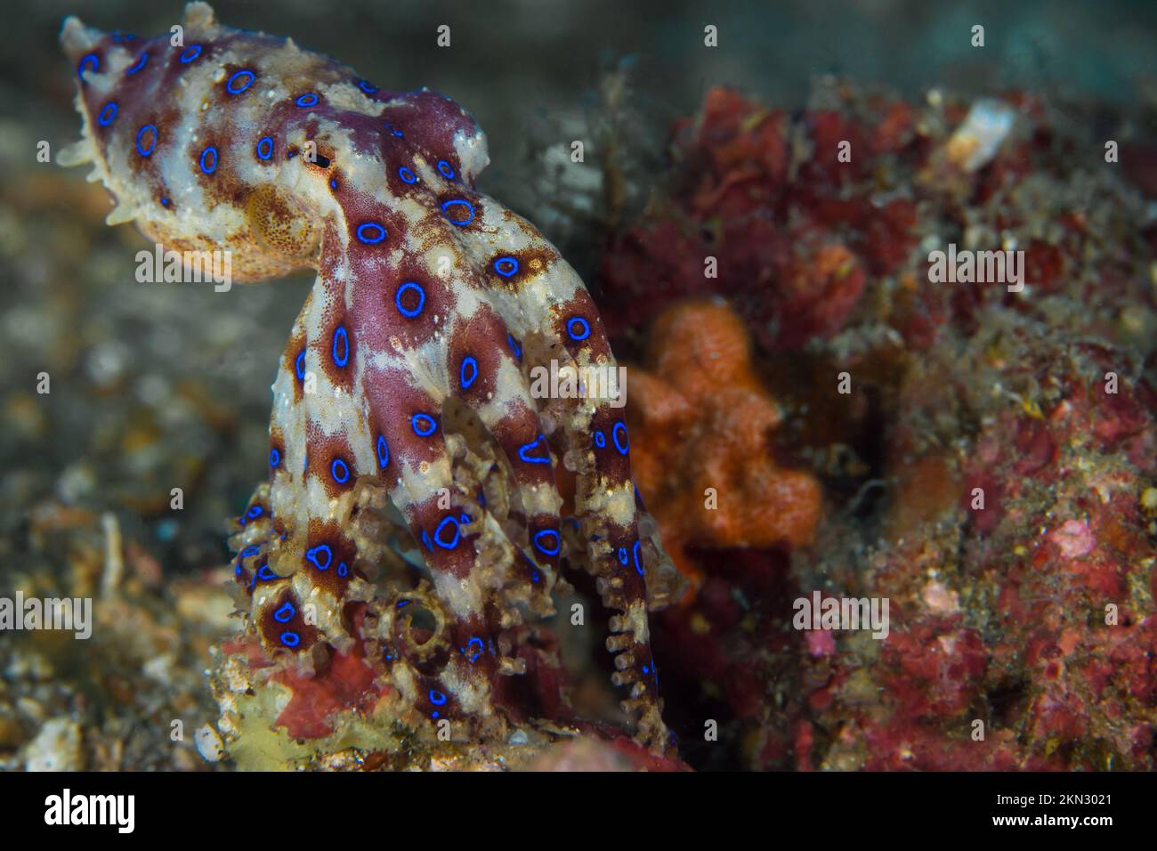 Colorful blue ring octopus on coral reef Stock Photo - Alamy