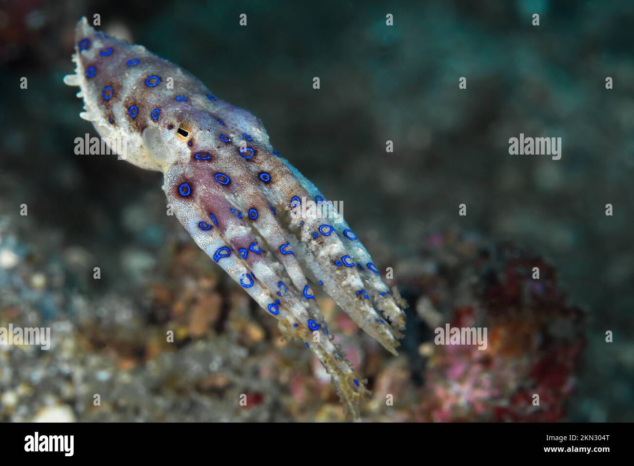 Blue ringed octopus hi-res stock photography and images - Alamy