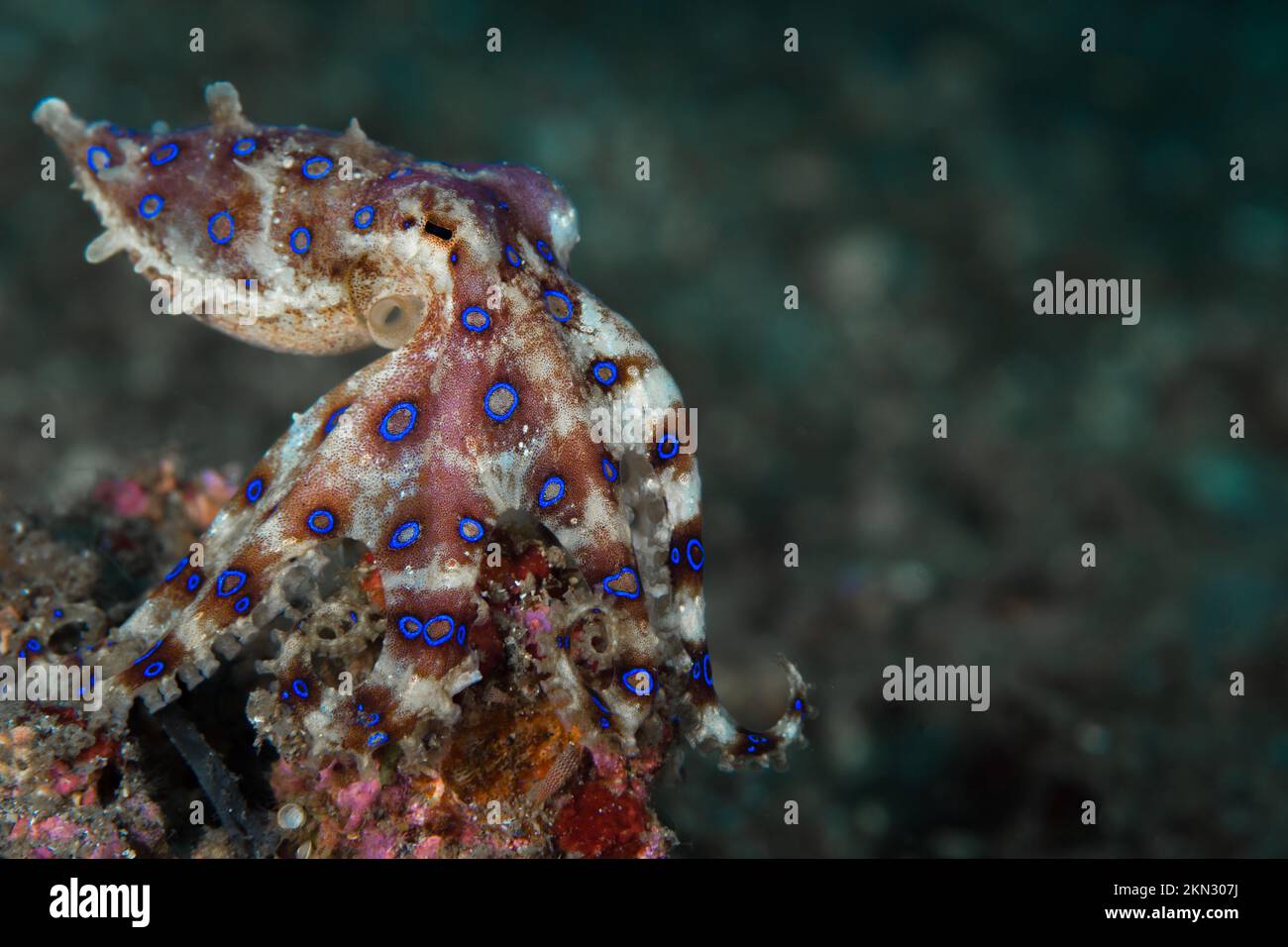 Colorful blue ring octopus on coral reef Stock Photo - Alamy