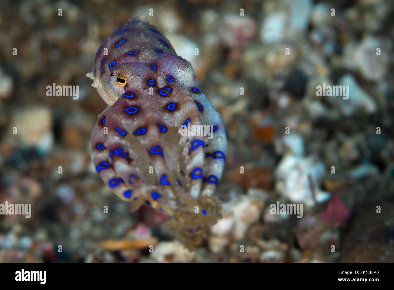 Colorful blue ring octopus on coral reef Stock Photo - Alamy
