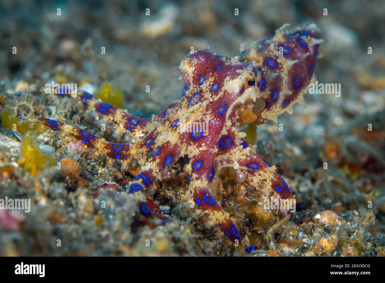 Colorful blue ring octopus on coral reef Stock Photo - Alamy