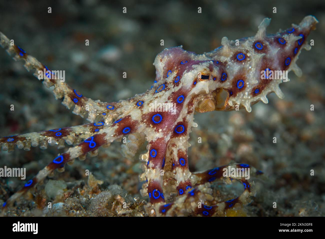 Blue ringed octopus, australia hi-res stock photography and images - Alamy