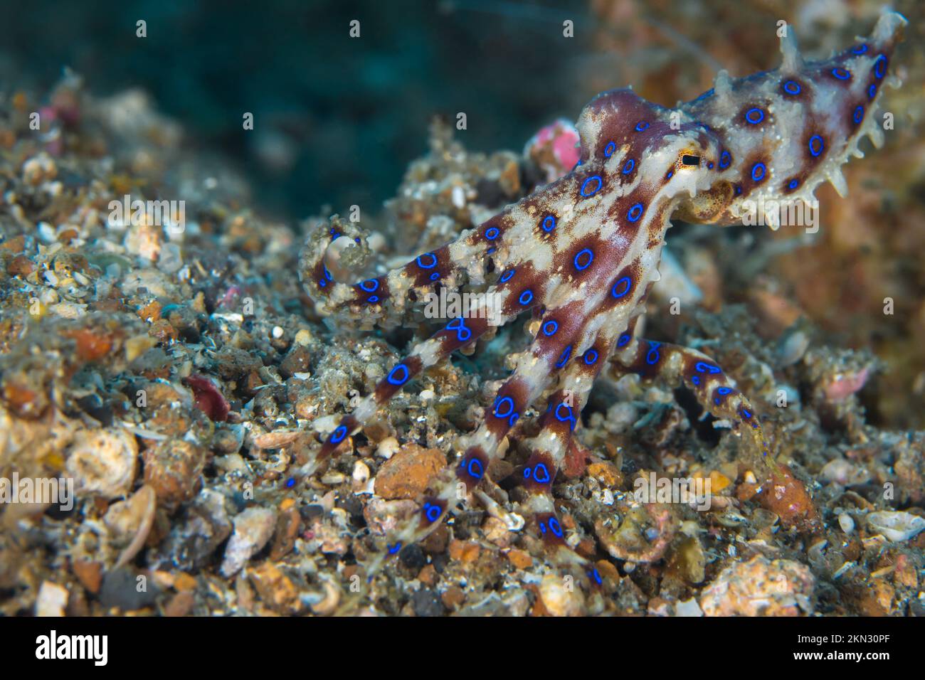 Colorful blue ring octopus on coral reef Stock Photo - Alamy
