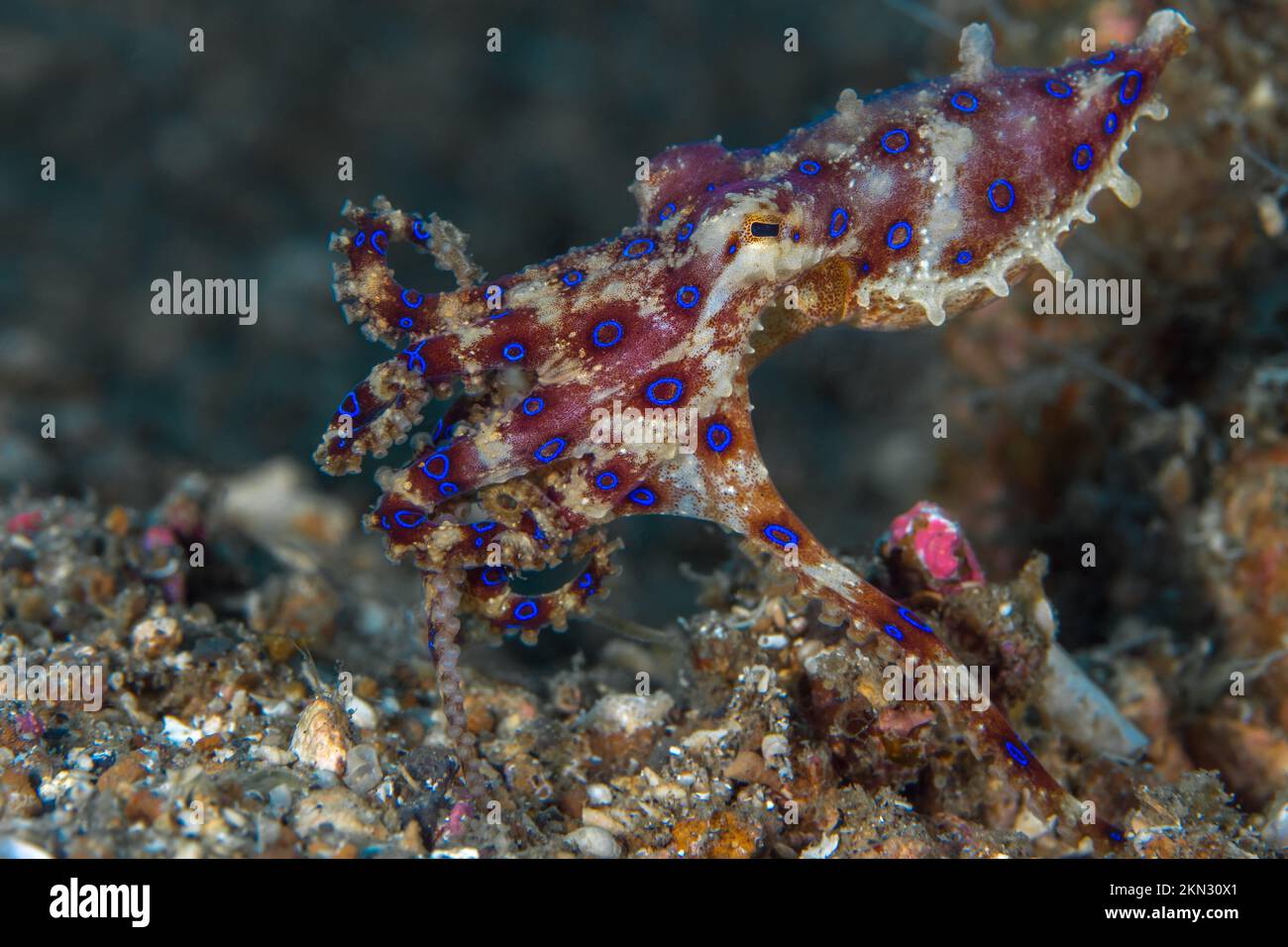Colorful blue ring octopus on coral reef Stock Photo - Alamy