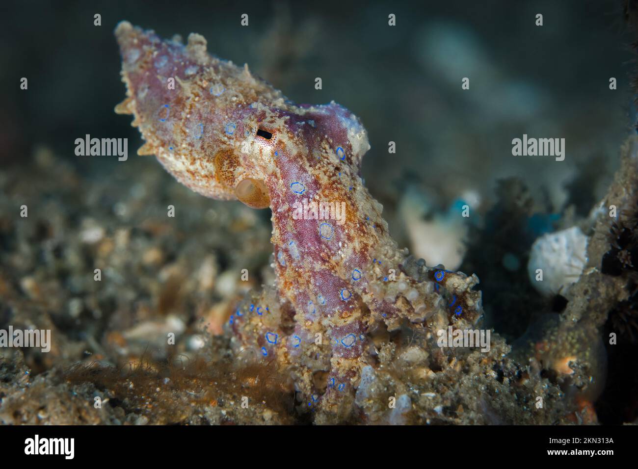 Colorful blue ring octopus on coral reef Stock Photo - Alamy