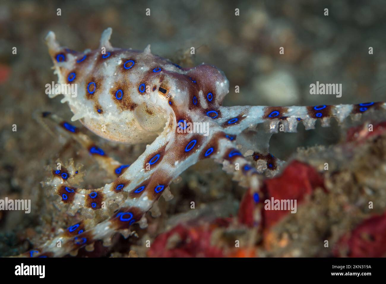 Colorful blue ring octopus on coral reef Stock Photo - Alamy