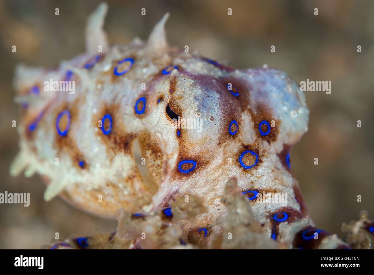 Colorful blue ring octopus on coral reef Stock Photo - Alamy
