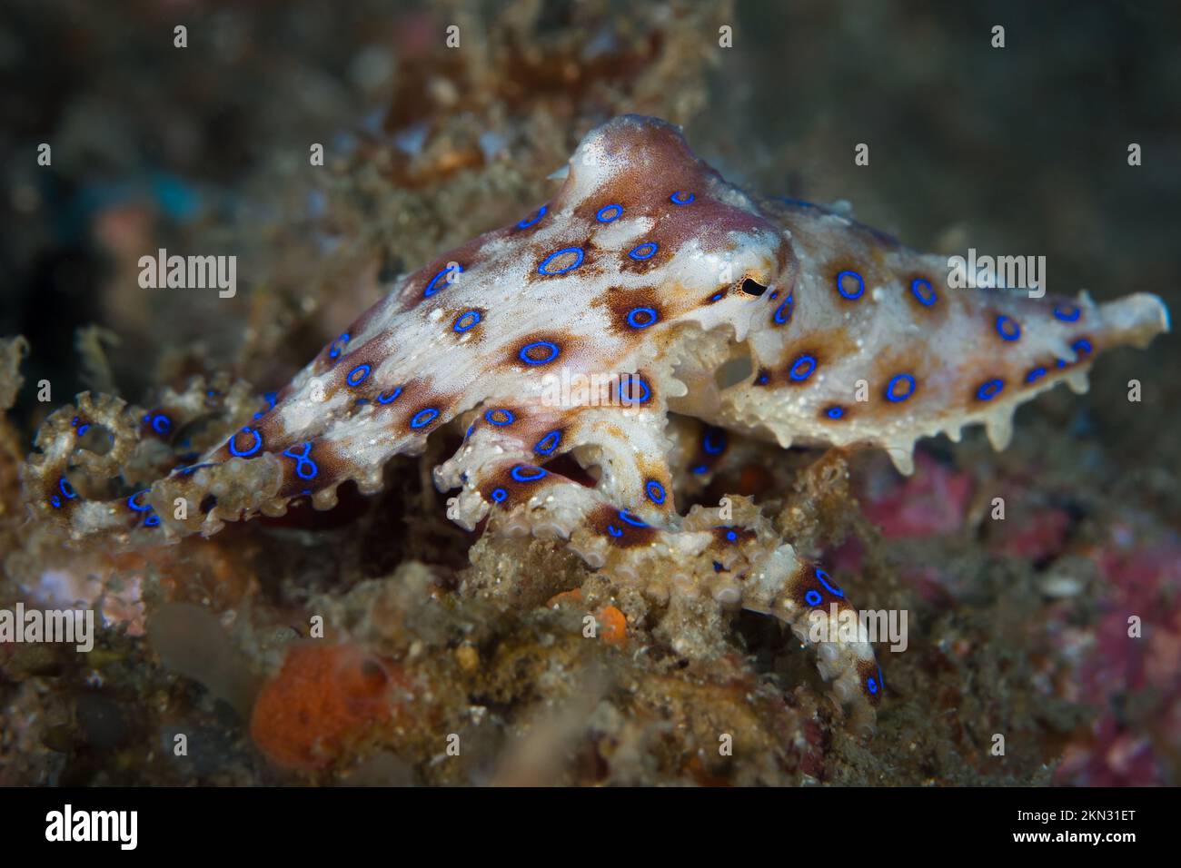 Colorful blue ring octopus on coral reef Stock Photo - Alamy