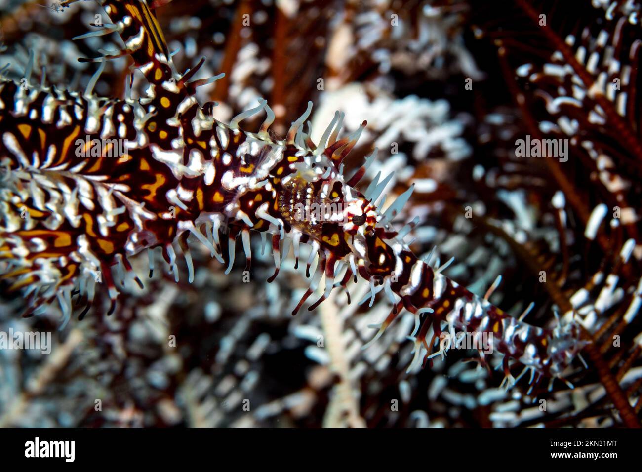 Colorful tropical Coral Reef fish in the Indo - Pacific ocean - The ...
