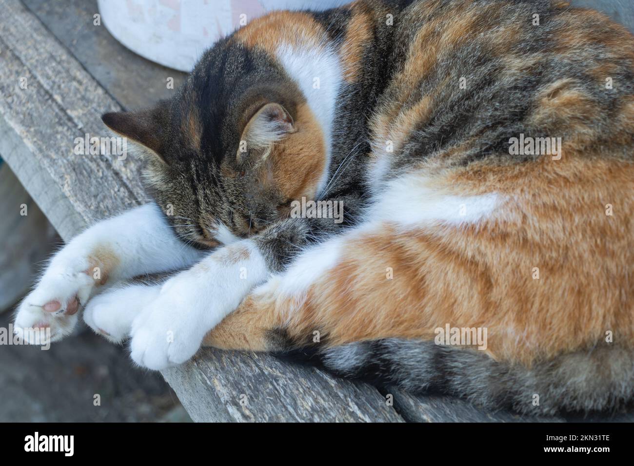Beautiful three colors furry cat hi-res stock photography and images ...
