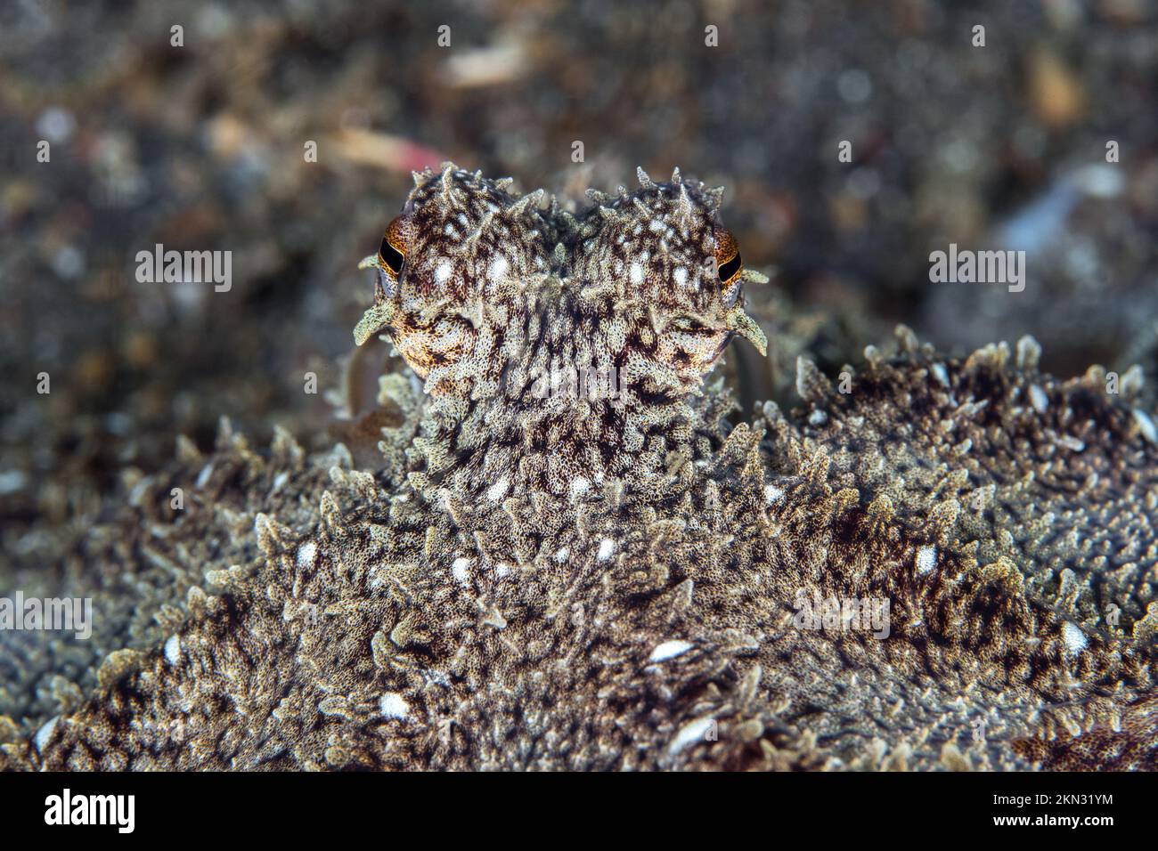 Octopus camouflage - octopus changing it's shape, texture and colour to ...