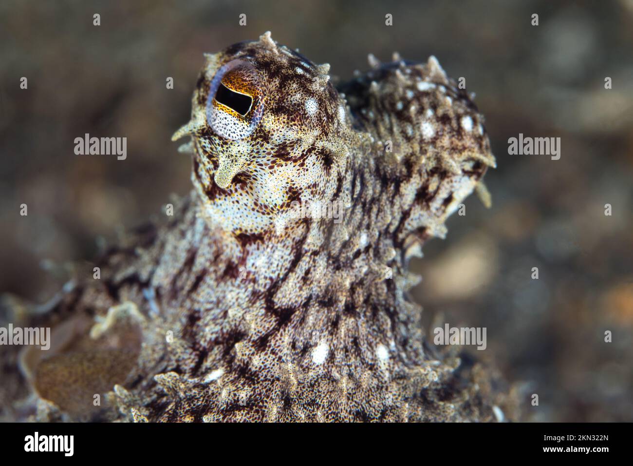 Octopus camouflage - octopus changing it's shape, texture and colour to ...