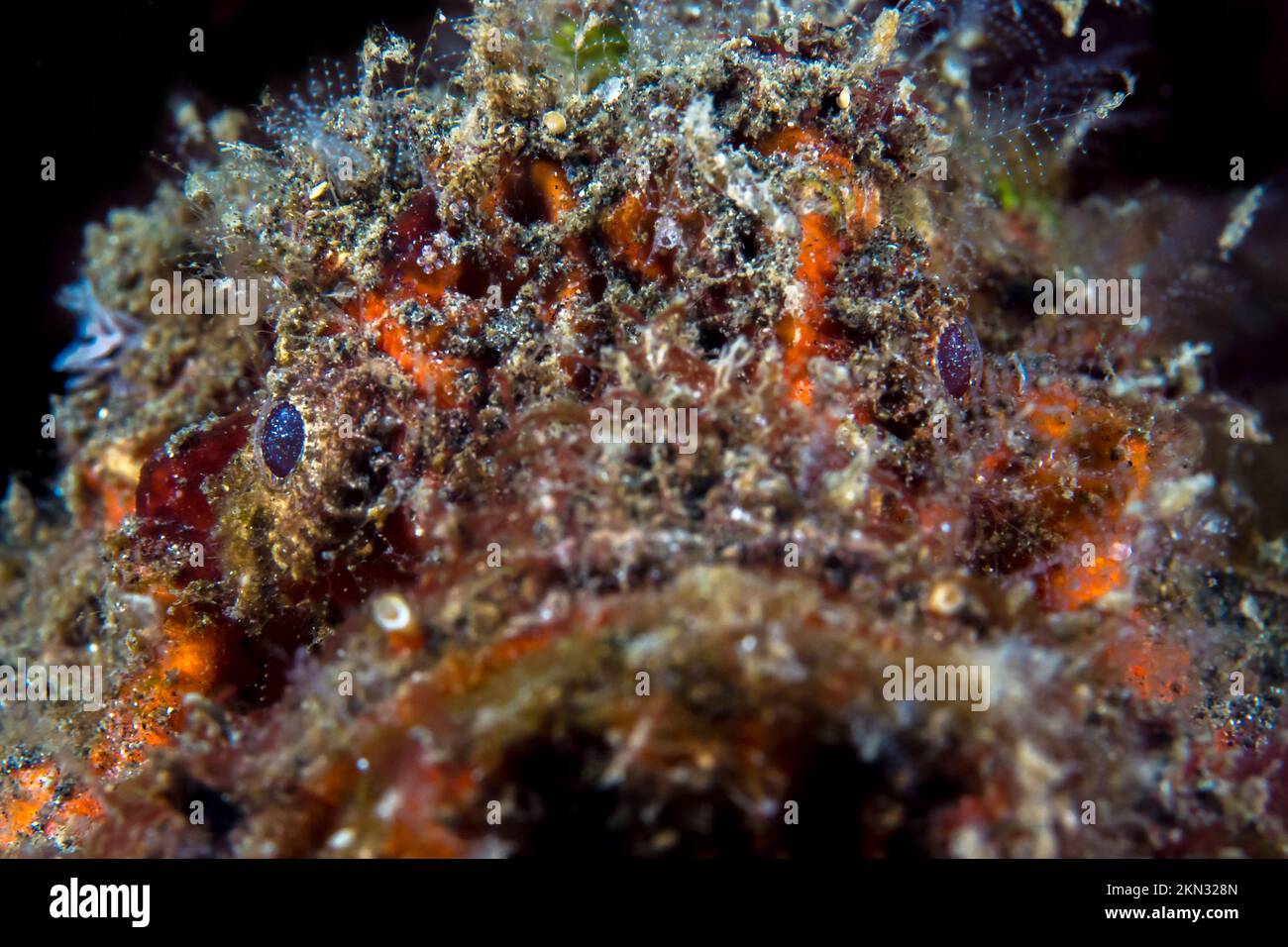 Beautiful detail on scorpionfish skin as it camouflages in with its ...