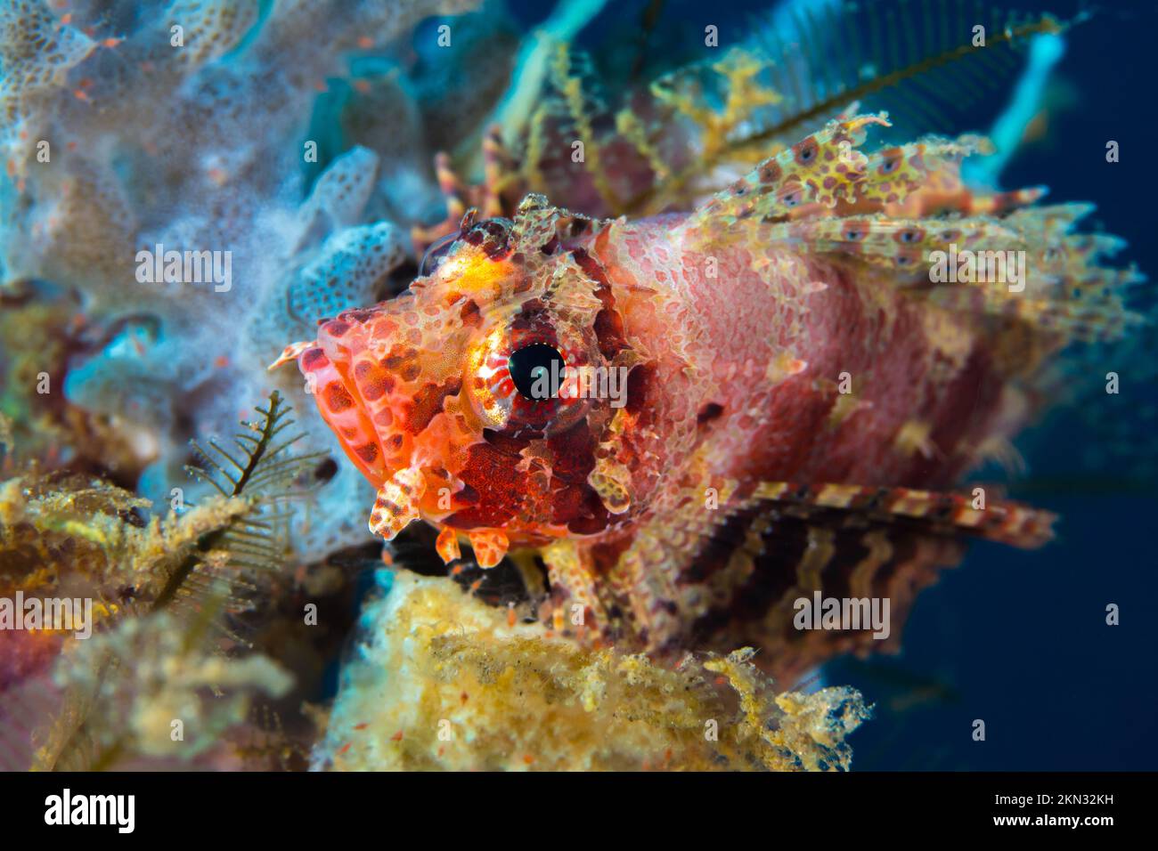 Great barrier reef poster hi-res stock photography and images - Alamy