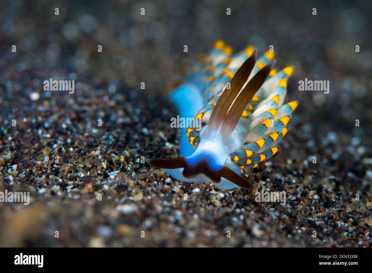 Colorful nudibranch sea slug crawling above coral reef in indonesia ...