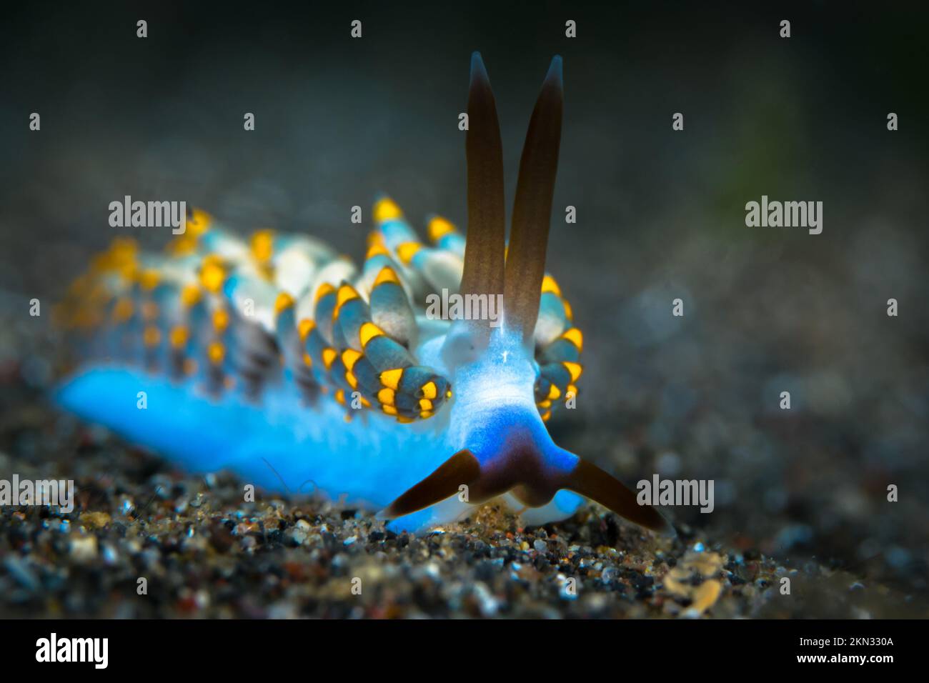 Colorful nudibranch sea slug crawling above coral reef in indonesia ...