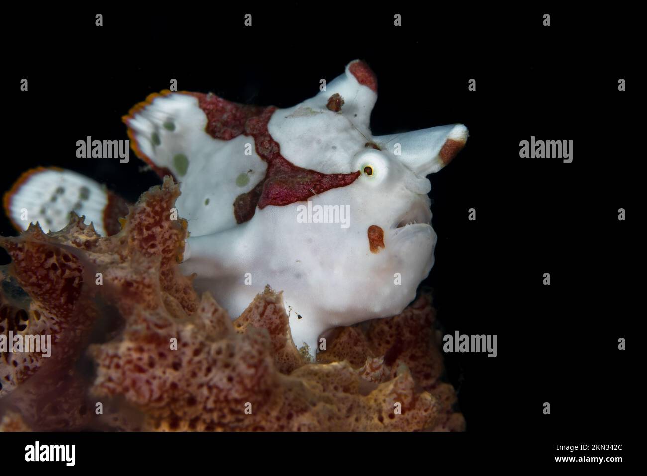 Cute and colorful clown frogfish - Antennarius Maculatus Stock Photo ...