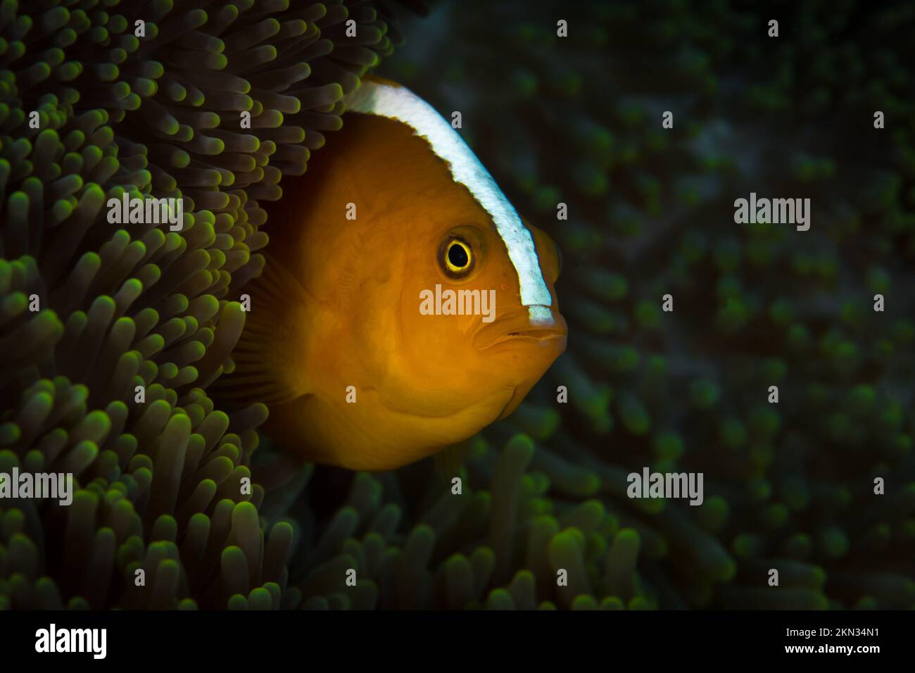 Pink skunk clownfish - swimming above anemone on coral reef Anemonefish ...