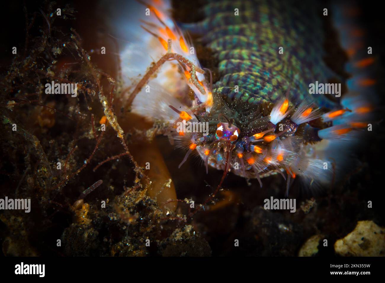 Finding underwater invertebrates on coral reef in the pacific Ocean ...