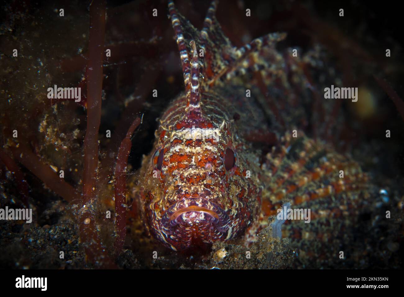 Lembeh velvetfish hi-res stock photography and images - Alamy