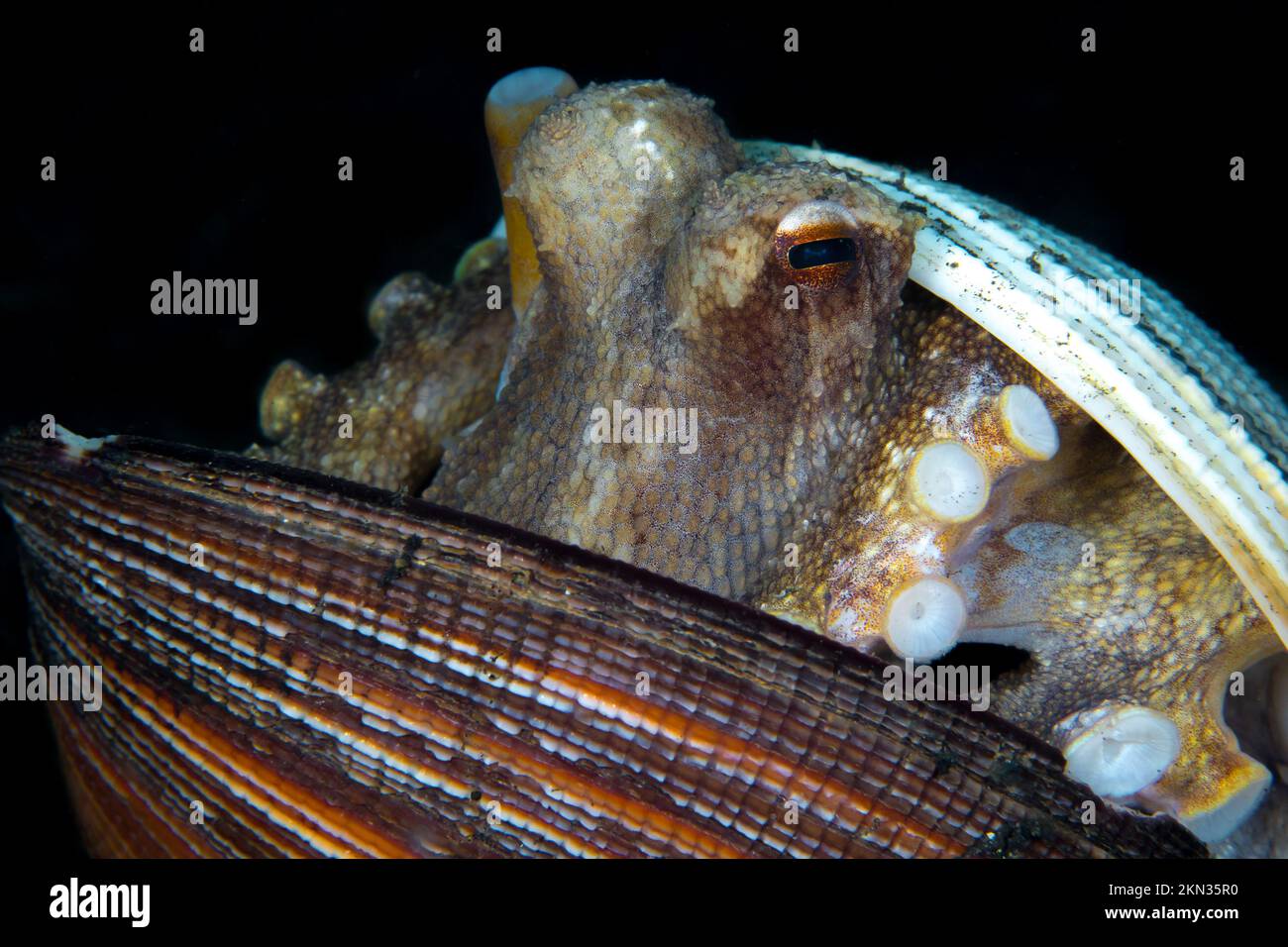 Coconut octopus camouflaging itself among it's surroundings ...