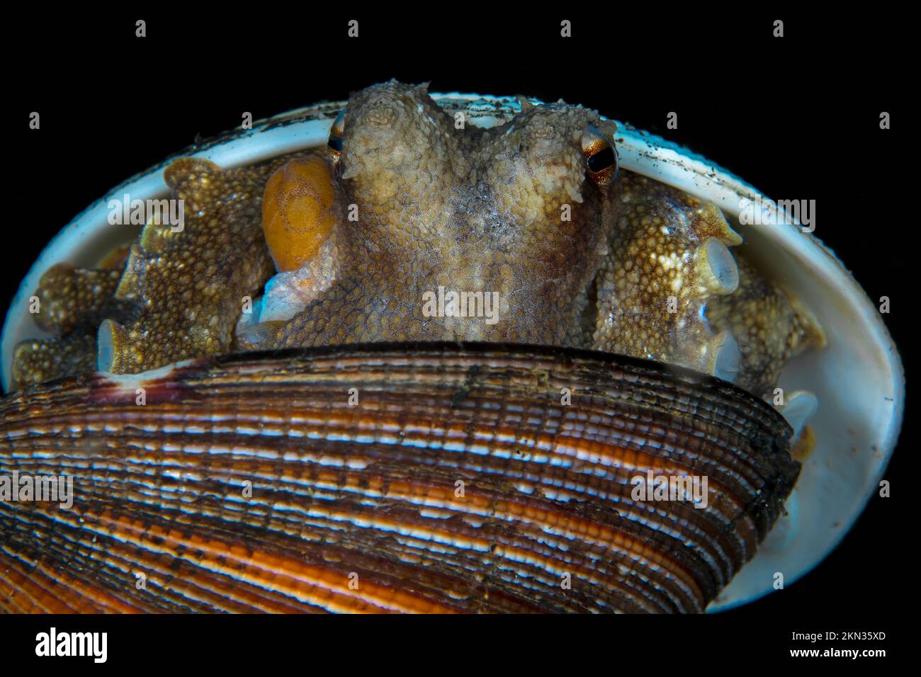 Coconut octopus camouflaging itself among it's surroundings ...