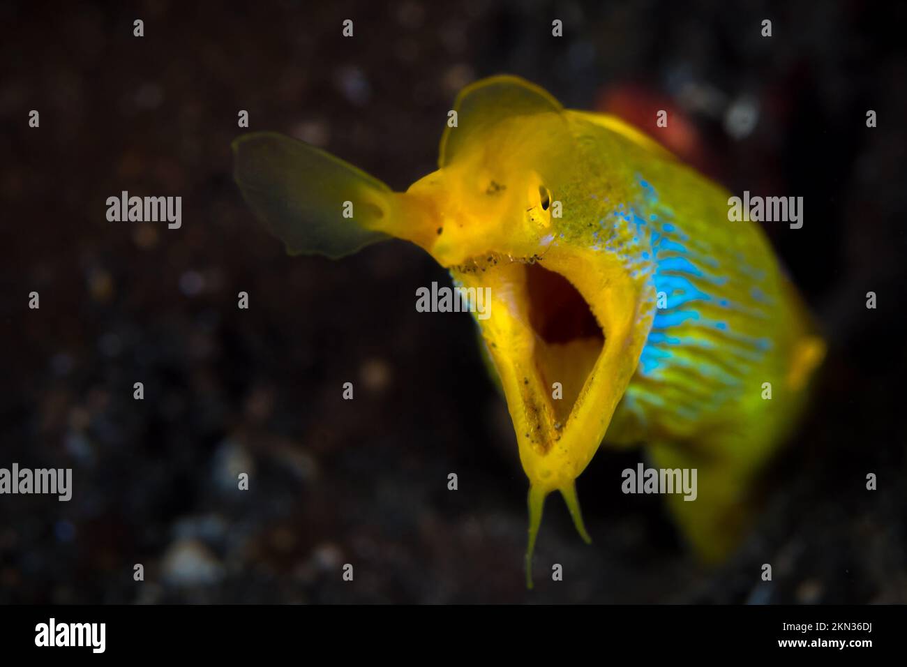 Colorful ribbon eel on coral reef in indonesia Stock Photo - Alamy