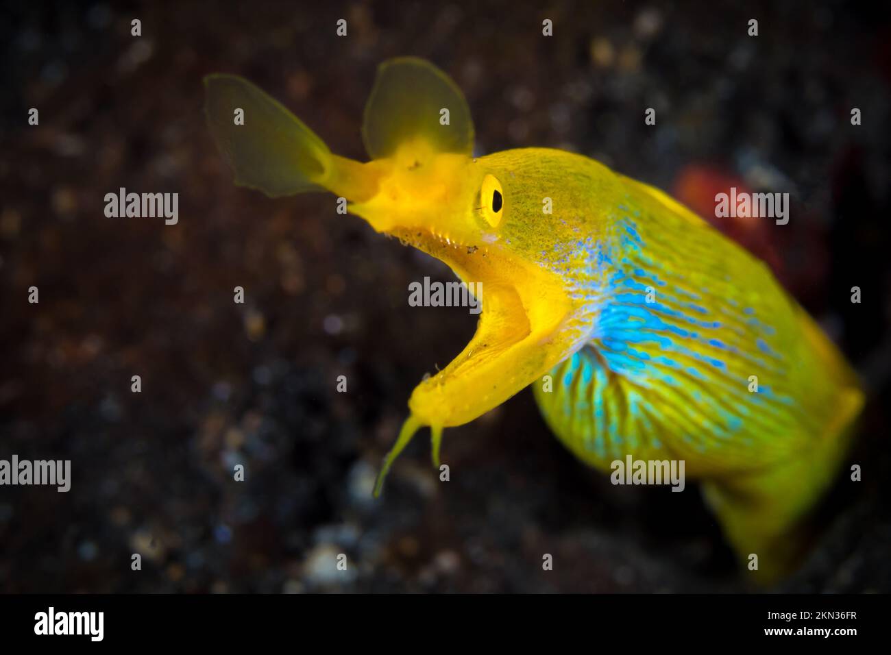 Colorful ribbon eel on coral reef in indonesia Stock Photo - Alamy