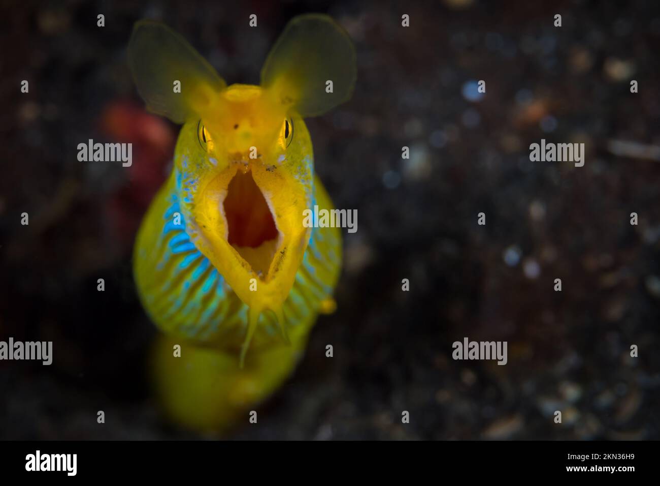 Colorful ribbon eel on coral reef in indonesia Stock Photo - Alamy