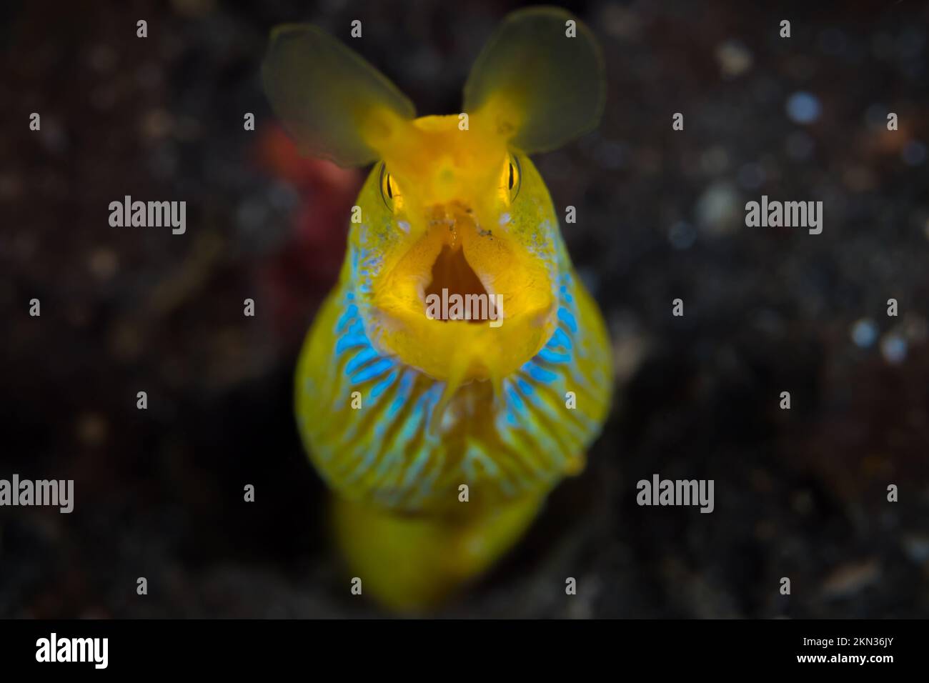 Colorful ribbon eel on coral reef in indonesia Stock Photo - Alamy