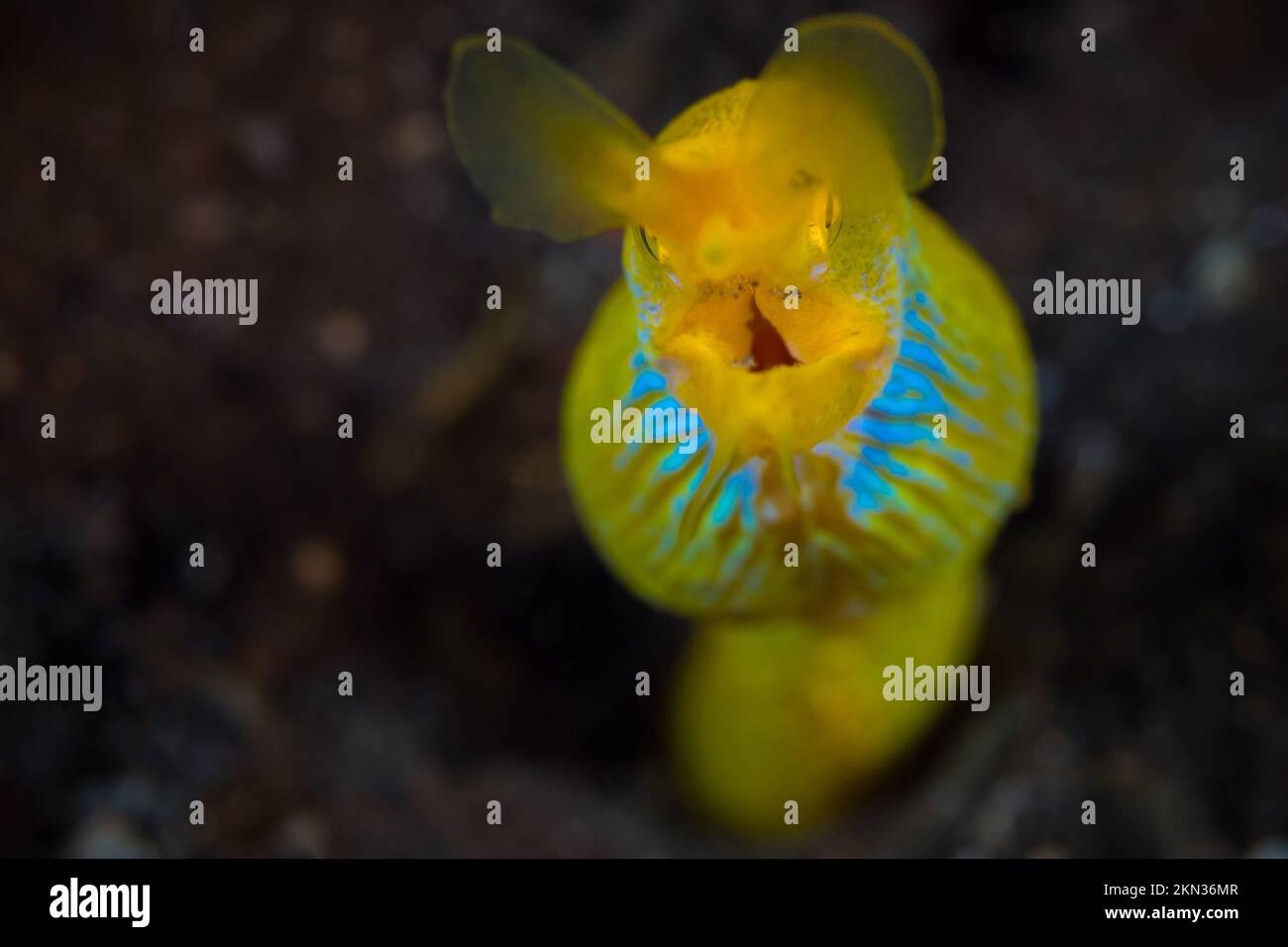 Colorful ribbon eel on coral reef in indonesia Stock Photo - Alamy