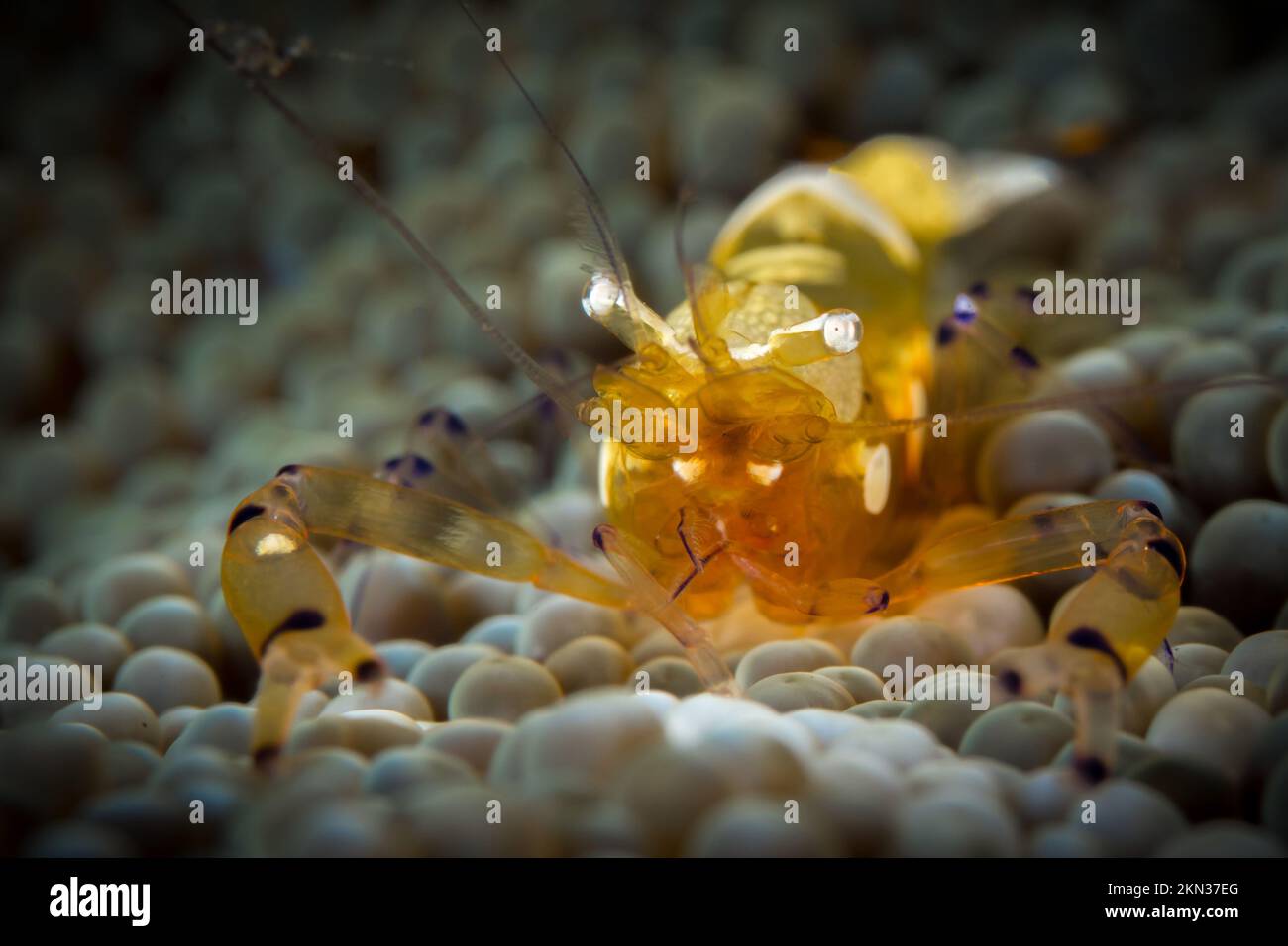 Colourful reef shrimp on healthy coral reef in the Indo Pacific Stock ...