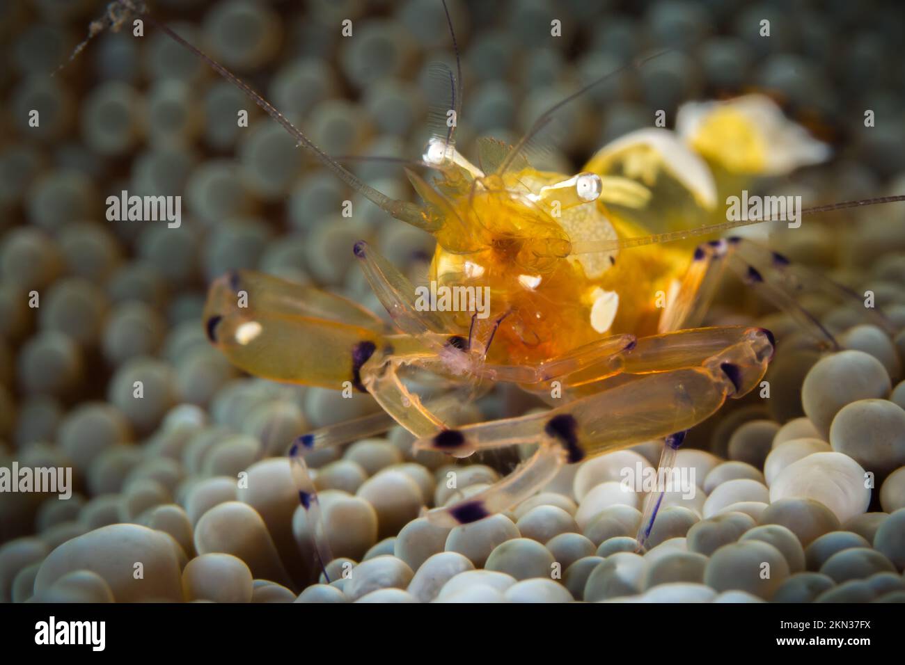 Colourful reef shrimp on healthy coral reef in the Indo Pacific Stock ...