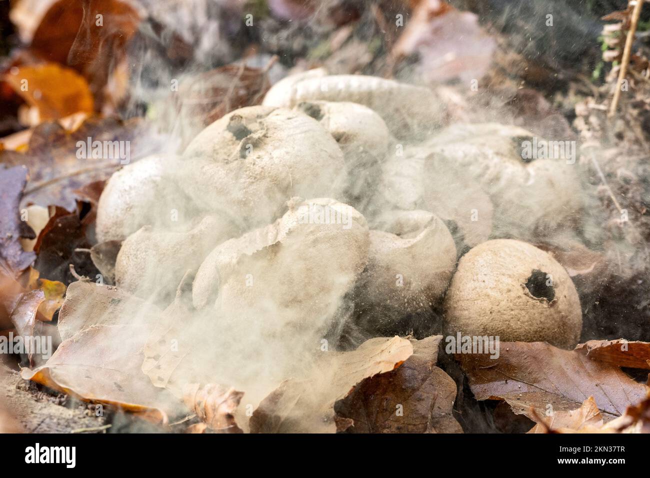 Releasing spores..Common Puffball, Lycoperdon perlatum, New Forest ...